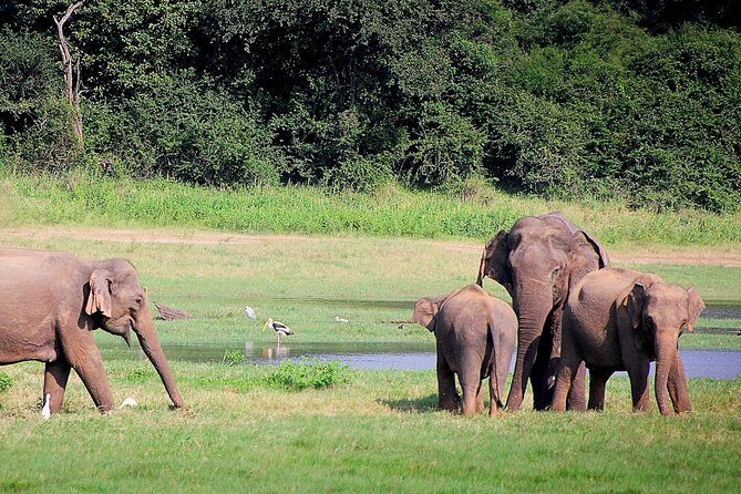Lunugamvehera National Park Private with Naturalist (12 hrs) - A Deep Dive Into the Experience: What You Can Expect