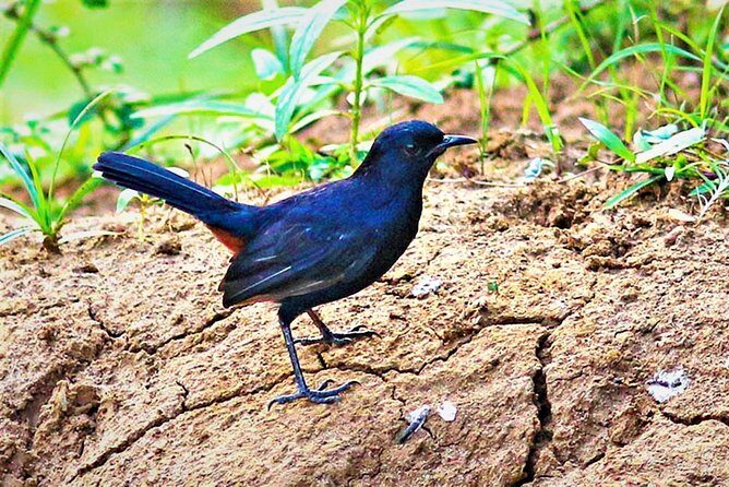 Lunugamvehera National Park Private with Naturalist (12 hrs) - The Sum Up: Who Is This Tour Best For?