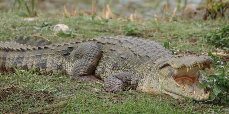 Lunugamvehera National Park Safari ( Yala Block V / VI ) - An Introduction to the Safari Experience