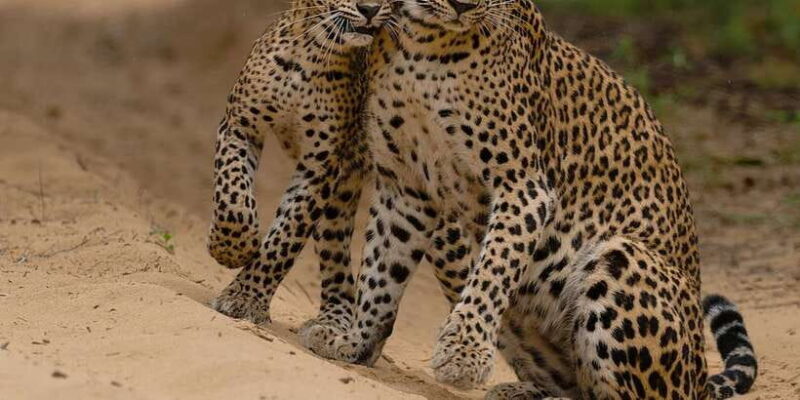 Lunugamvehera National Park Safari ( Yala Block V / VI ) - The Itinerary in Detail