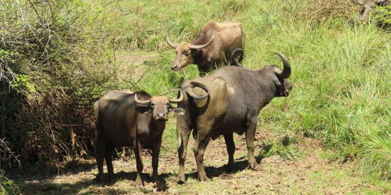 Lunugamvehera National Park Safari ( Yala Block V / VI ) - Authentic Experiences & Local Conservation