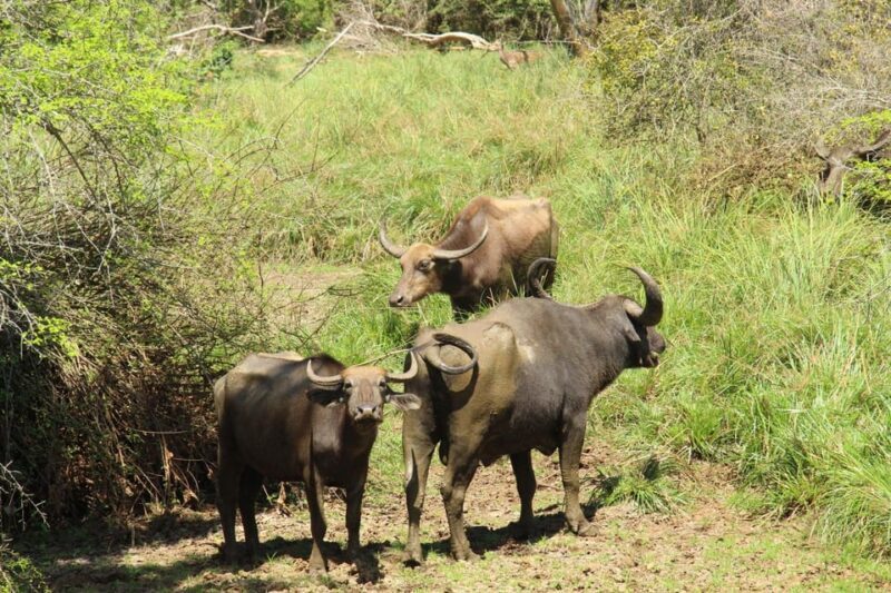 Lunugamvehera National Park Safari ( Yala Block V / VI ) - Practical Tips for Your Safari
