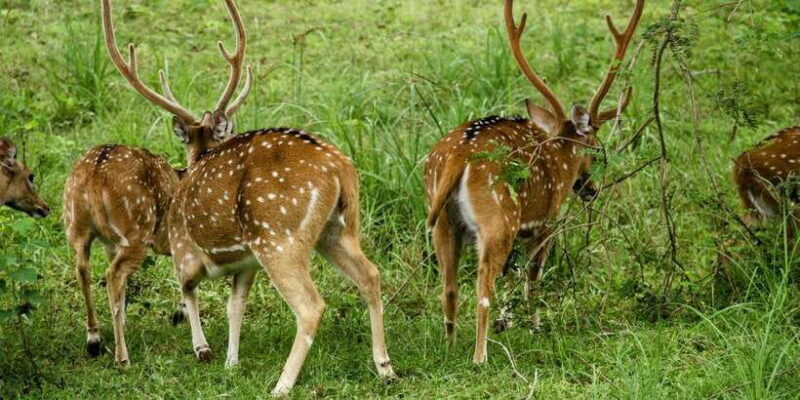 Lunugamvehera National Park Safari ( Yala Block V / VI ) - The Sum Up