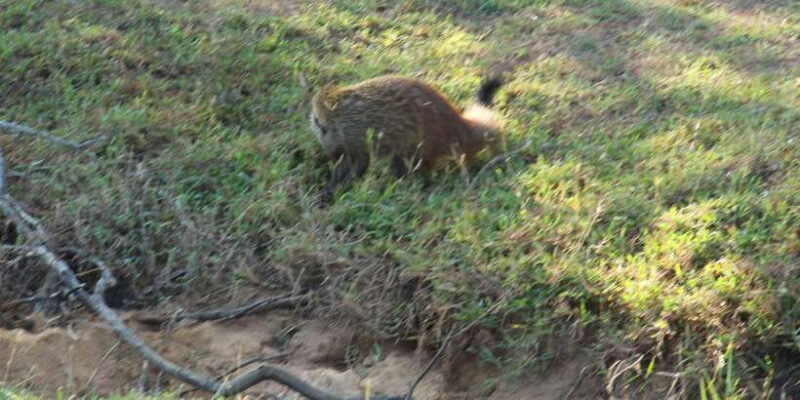 Lunugamvehera National Park Safari ( Yala Block V / VI ) - FAQ