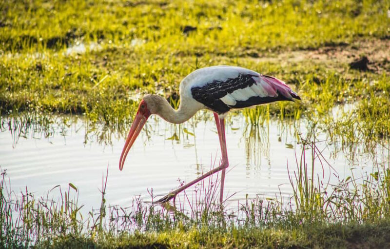 Lunugamwehera National Park (Yala block 5/6) Safari Tour - Key Points