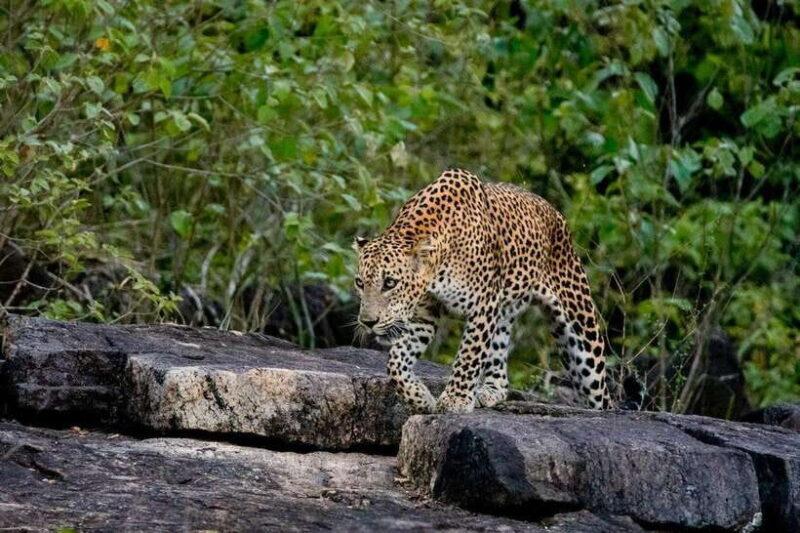 Lunugamwehera NP (Block VI) Morning Safari Game Drive - Practical Details and Value