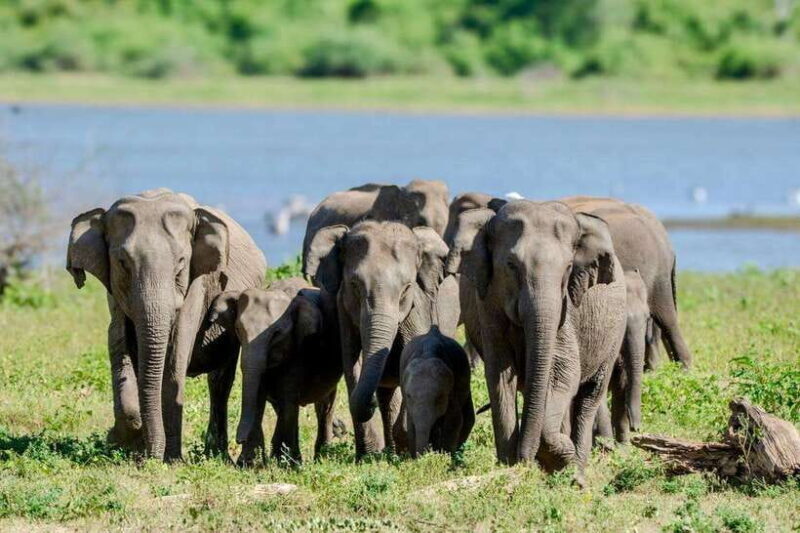 Lunugamwehera NP (Block VI) Morning Safari Game Drive - The Sum Up: Why Choose Lunugamwehera NP Morning Safari?