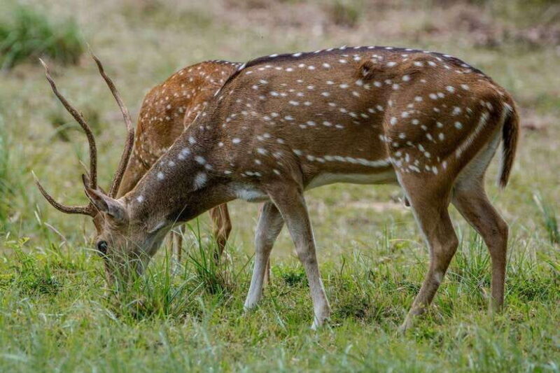 Lunugamwehera NP (Block VI) Morning Safari Game Drive - FAQ