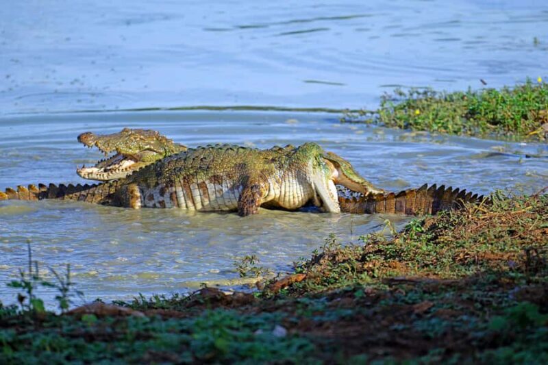 Lunugamwehera & Weheragala: (Yala Block 5 & 6) Safari Tours - Key Points