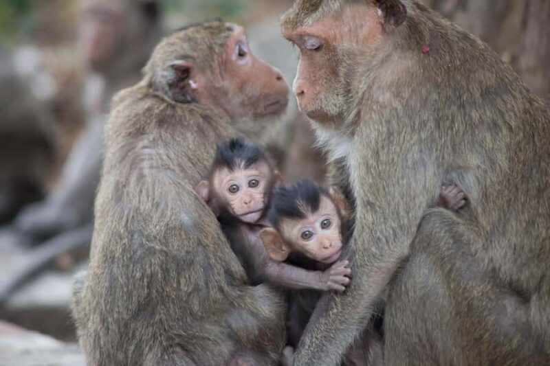 Lunugamwehera & Weheragala: (Yala Block 5 & 6) Safari Tours - FAQ