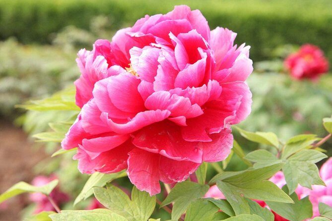 Luoyang Private Tour to Longmen Grottoes and Peony Blossom Sightseeing - An In-Depth Look at the Tour Experience