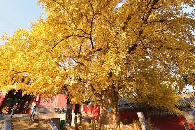 Luoyang Private Tour to Shaolin Temple including Kungfu Lesson - Practical Details and What You Should Know