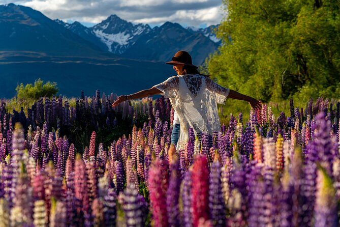 Lupin Flowers Tour Lake Tekapo - A Closer Look at the Lupin Flowers Tour Lake Tekapo