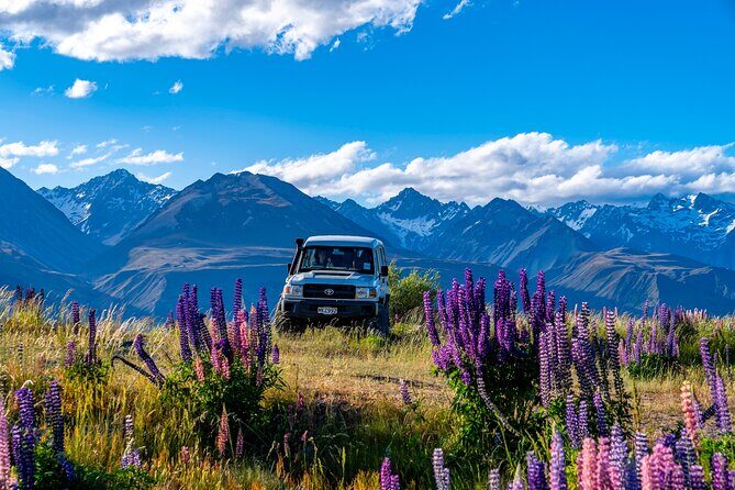 Lupin Flowers Tour Lake Tekapo - Key Points
