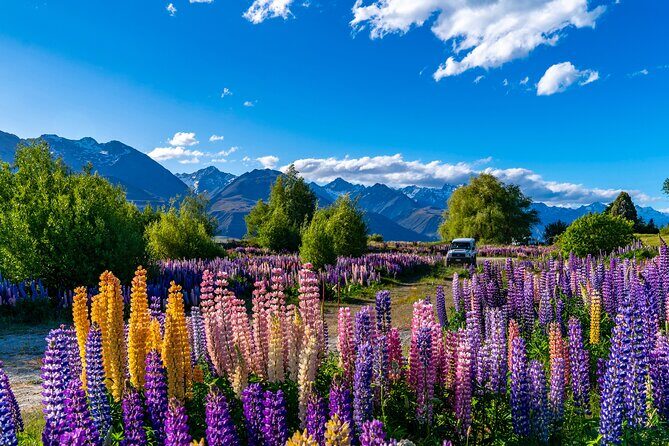 Lupin Flowers Tour Lake Tekapo - What the Tour Includes and How It Adds Value