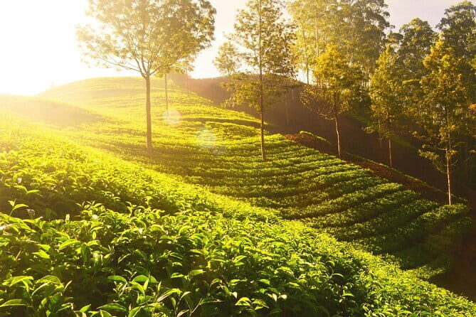 Lush Malabar Coast And Colorful Kerala - A 6 Day Private Tour - FAQs