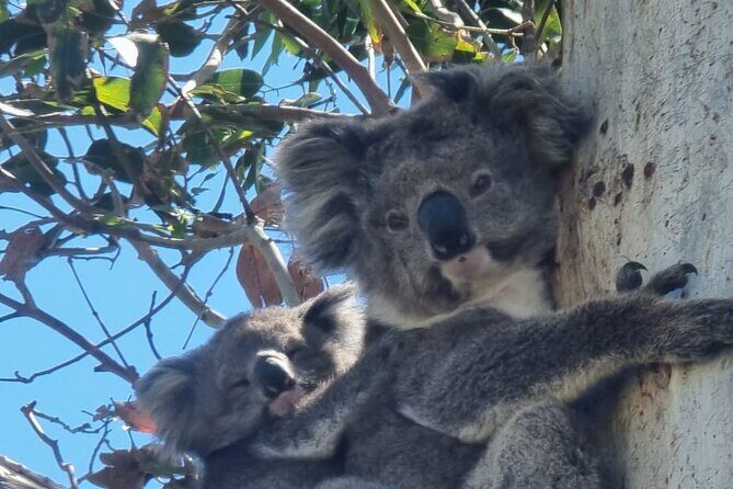 Lux Great Ocean Road Tour Reverse - Max 11 Hotel Pickup - A Deep Dive into the Experience