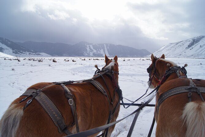 Luxury 1/2 Day Winter Grand Teton Tour & Sleigh Ride - The Experience From Travelers’ Perspectives