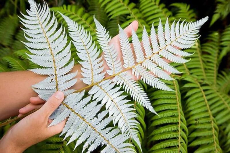 Luxury Auckland Maori Tour - The Cultural Connection