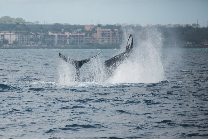 Luxury Catamaran Whale Watch - Is It Worth the Price?