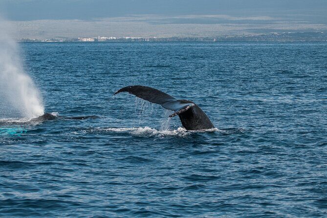 Luxury Catamaran Whale Watch - FAQs