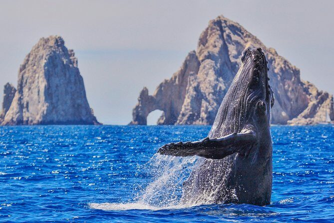 Luxury Catamaran Whale Watching Cabo San Lucas - Key Points