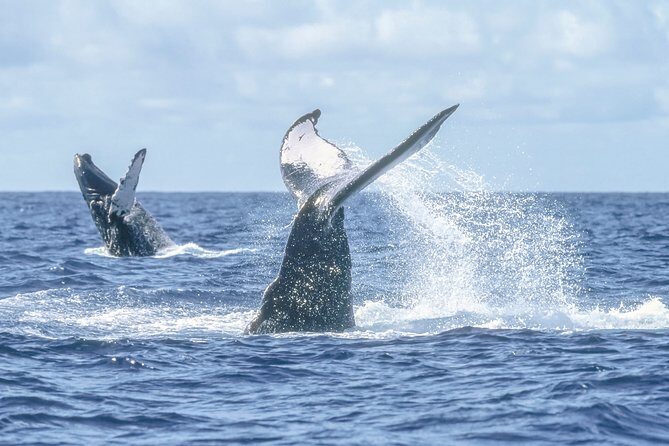 Luxury Catamaran Whale Watching Cabo San Lucas - Practical Details and Tips
