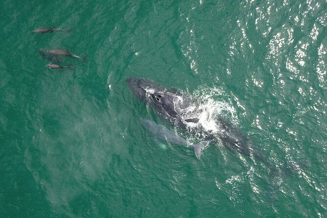 Luxury Catamaran Whale Watching Cabo San Lucas - FAQ