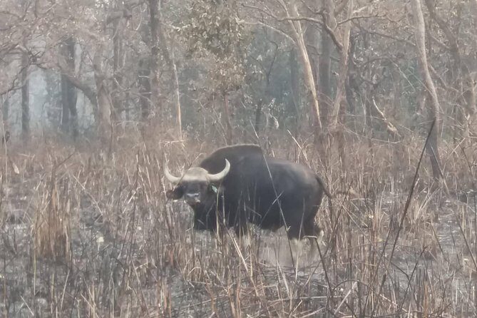 Luxury Chitwan Jungle Safari - 3 Days - The Sum Up