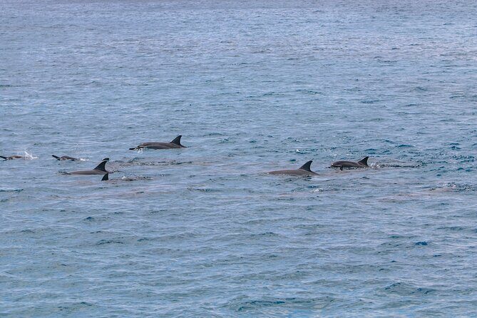 Luxury Hawaiian Sea Turtle, Dolphin Sail and Kona Snorkel - Wildlife and Responsible Viewing