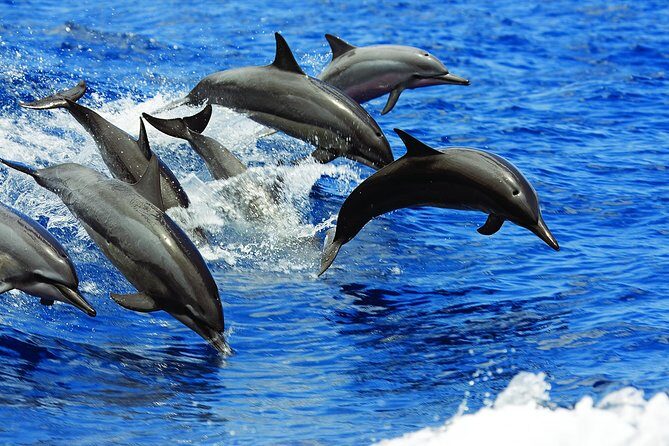 Luxury Hawaiian Sea Turtle, Dolphin Sail and Kona Snorkel - Who Should Consider This Tour?