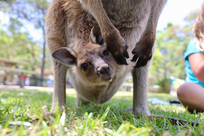 Luxury Hunter Valley Wildlife & Wine Tasting Tour from Sydney - Timing and Pacing