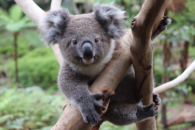 Luxury Hunter Valley Wildlife & Wine Tasting Tour from Sydney - Cost Analysis and Value