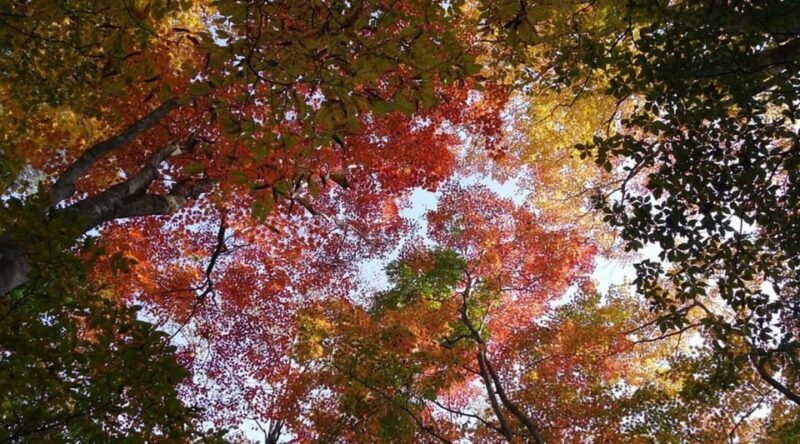 Luxury Nikko Gateway;Private Guided tour - Authentic Experiences & What Travelers Say