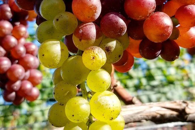 Luxury Private Auckland Wine & Beach Tour with Lunch - Practical Details and Value