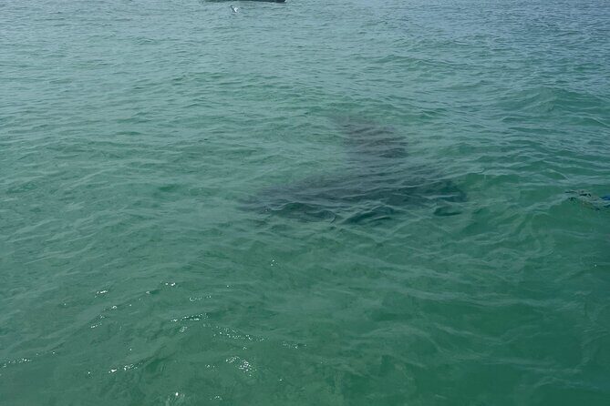 Luxury Private Boat Adventure in Tampa Bay - Who Is This Tour Best Suited For?