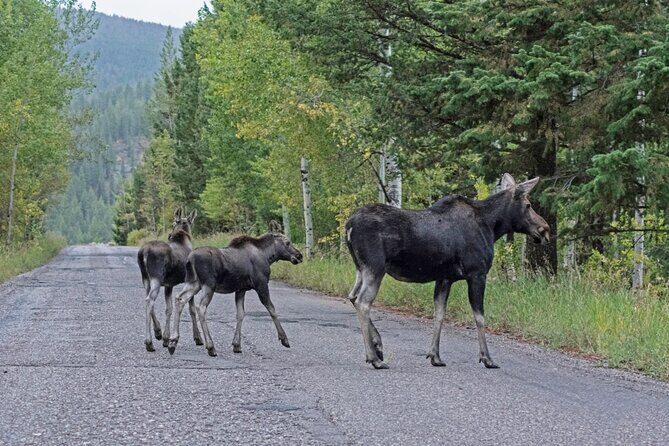 Luxury Private Grand Teton National Park Full-Day Tour - Breaking Down the Itinerary