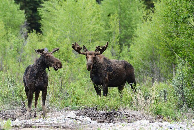 Luxury Private Half-Day Grand Teton National Park Tour - Who Is This Tour Best For?