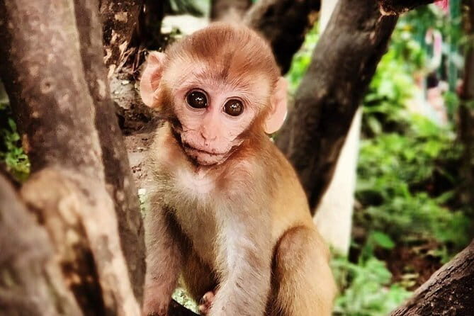 Luxury Romantic Getaway to Pokhara with Hiking and Camping - Final Thoughts: Who Should Consider This?