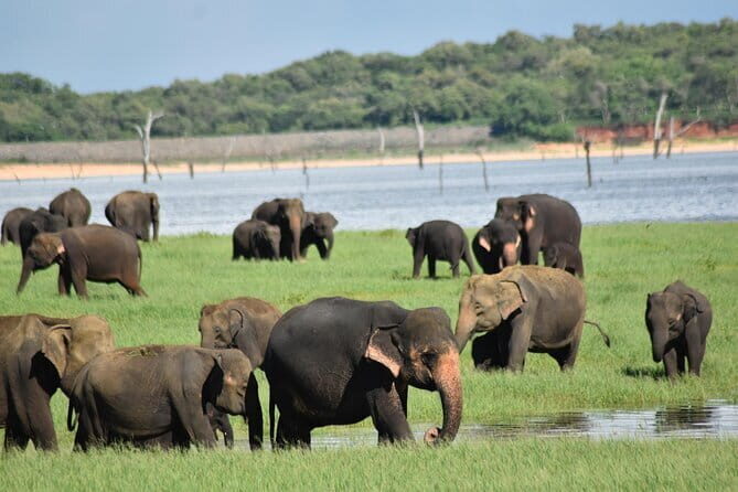Luxury safari to minneriya national park - Authentic Experiences and Genuine Wildlife Encounters