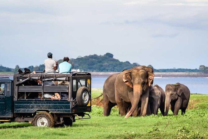Luxury safari to minneriya national park - Who Will Love This Safari?