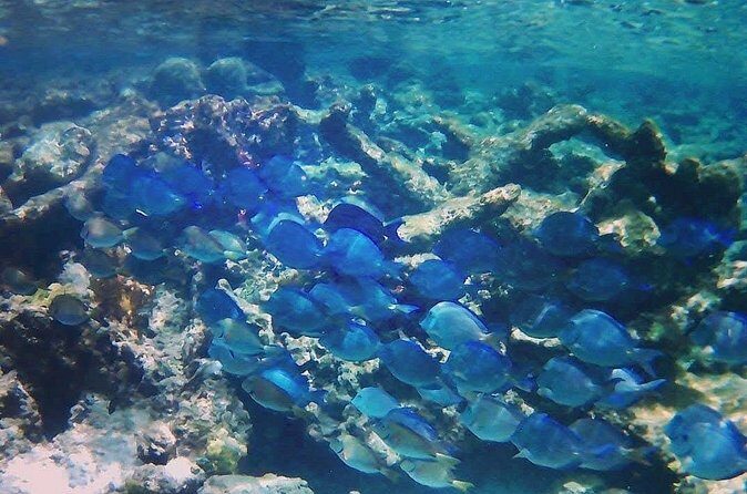 Luxury Sail & Snorkeling - Final Thoughts: Who Will Love This Tour?