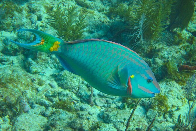 Luxury Sandbar and Snorkeling trip in Key West - Key Points