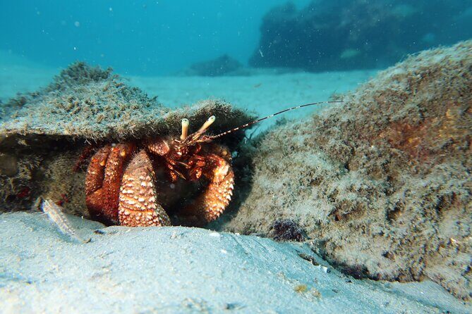 Luxury Snorkeling on Your Vacation Exclusively Private Guaranteed - Introduction
