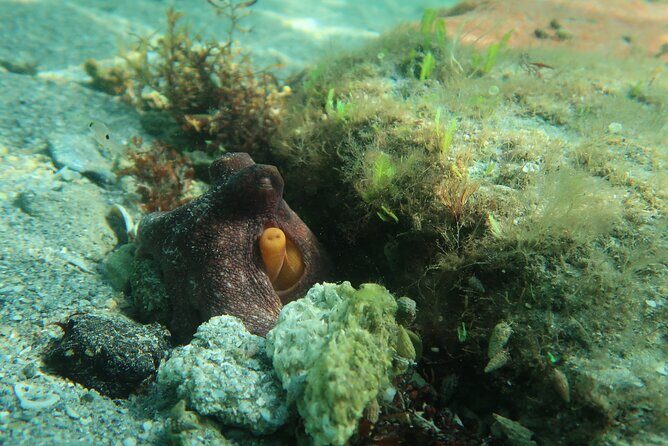 Luxury Snorkeling on Your Vacation Exclusively Private Guaranteed - The Authenticity and Personal Touch
