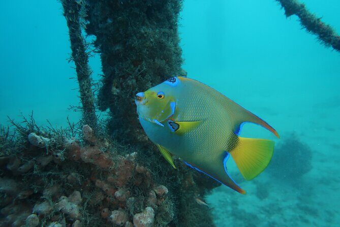 Luxury Snorkeling on Your Vacation Exclusively Private Guaranteed - Final Thoughts: Who Will Love This Tour?