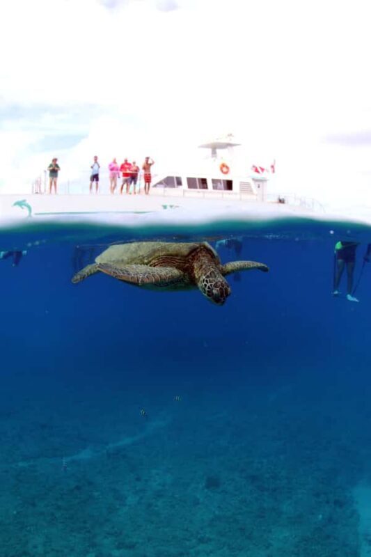Luxury Sunset Cruise, Snorkeling, Whale & Dolphin Watching - FAQ