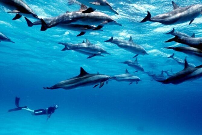 Luxury Tour to DOLPHINS, KUZA CAVE and THE ROCK RESTAURANT - Frequently Asked Questions