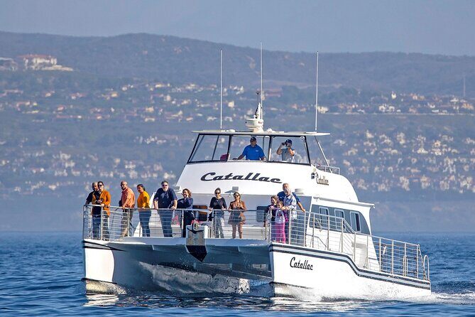 Luxury Whale Watching: Fewer People, Extra Speed, Expert Staff - Introducing a Close-Up Look at Newport Beach’s Marine Life
