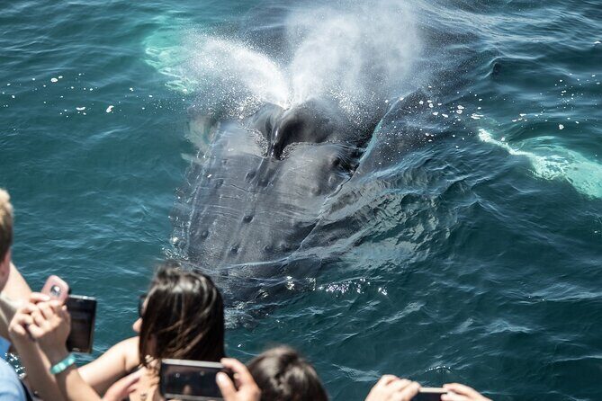 Luxury Whale Watching: Fewer People, Extra Speed, Expert Staff - Overview of the Experience